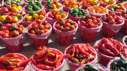 Chili history, origin & distribution | Chili-Plant.com